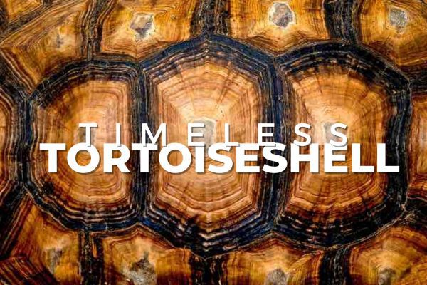 Tortoise Shell Glasses: Our Top 5 Elegant & Timeless Frames | EZOnTheEyes