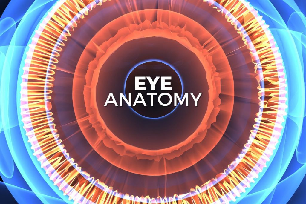 Are Eyes Organs? A Comprehensive Guide to Eye Anatomy | EZOnTheEyes