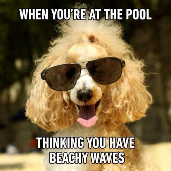 The Top 16 Funniest Sunglasses Memes on the Internet | EZOnTheEyes